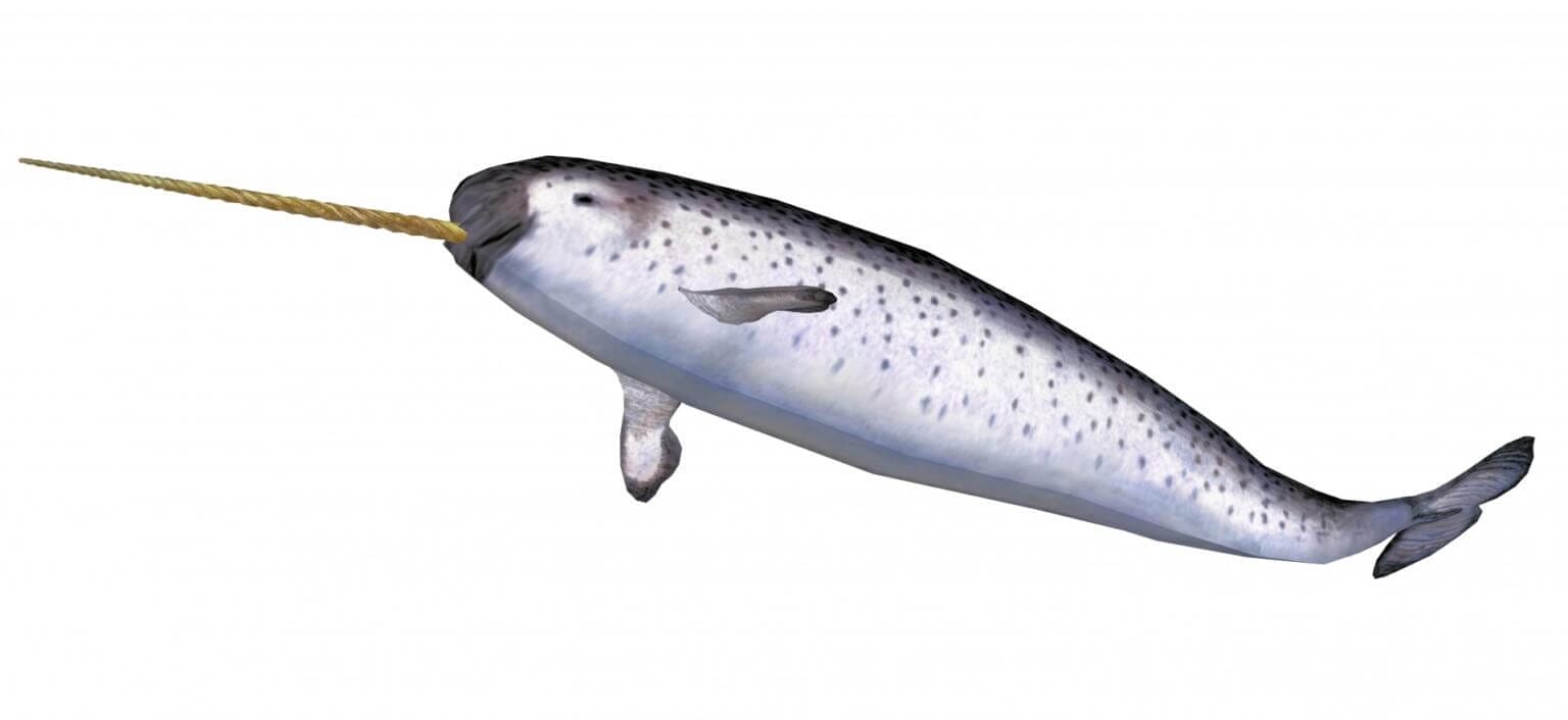 10 Aquatic Mammals You Need to Know - Ocean Info