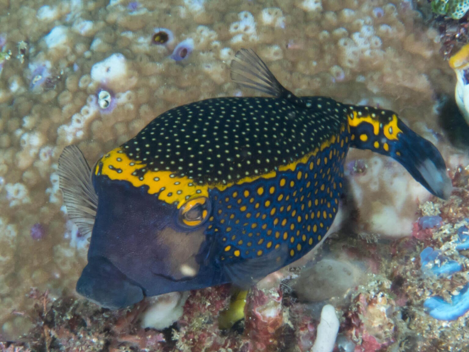 Boxfish: The Cuties of the Oceans Reefs - Ocean Info