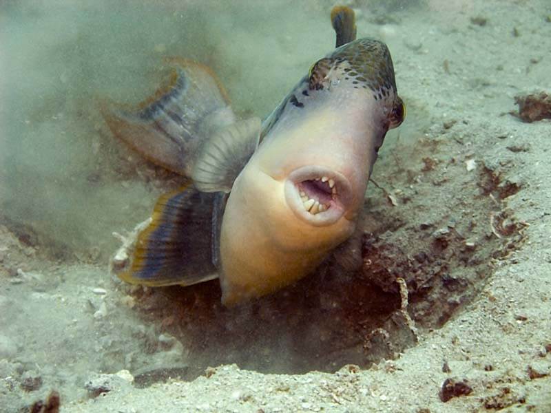 Triggerfish: The Grumpiest Fish in the Ocean - Ocean Info
