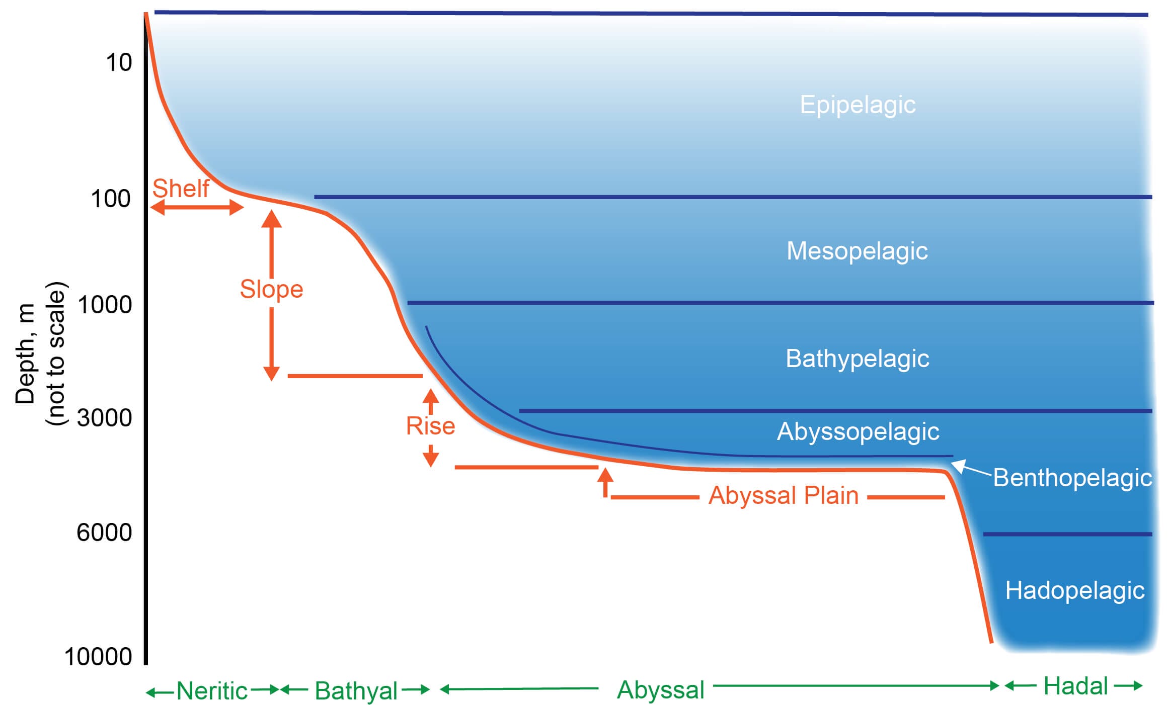 The Different Zones of the Ocean (Complete Guide) - Ocean Info