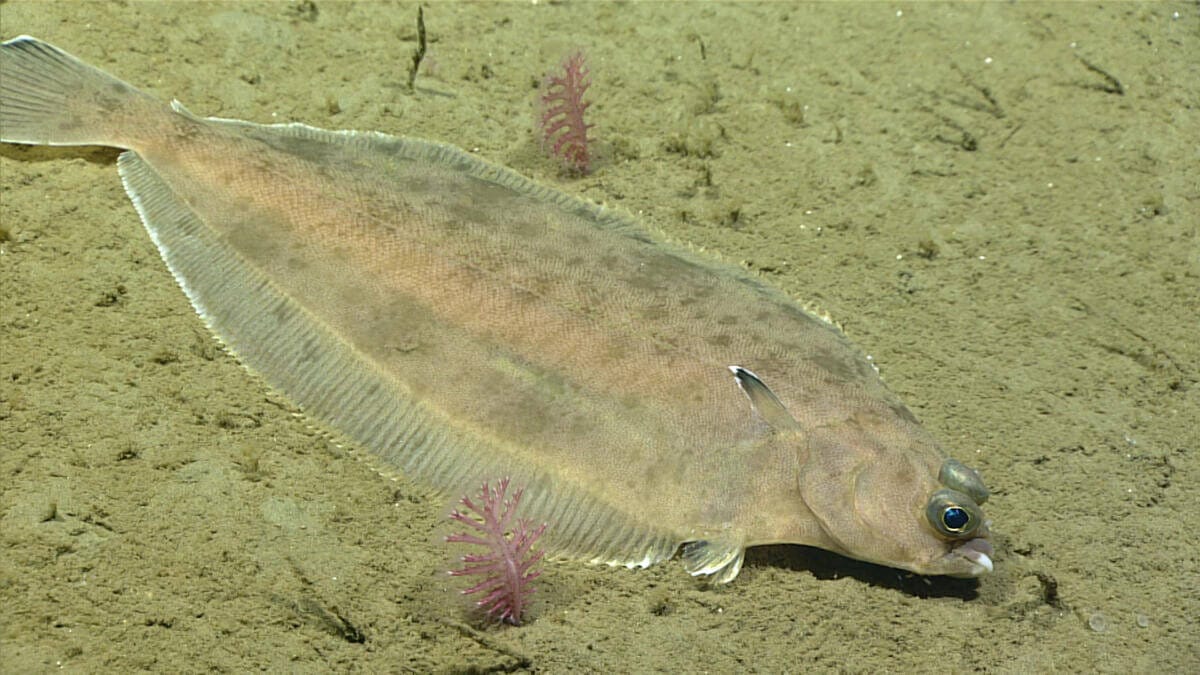 Flounder vs Sole: Main Differences - Ocean Info