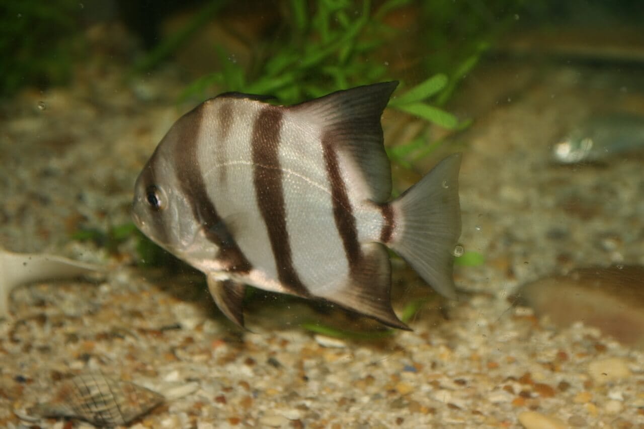 Atlantic Spadefish (Chaetodipterus faber) - Ocean Info