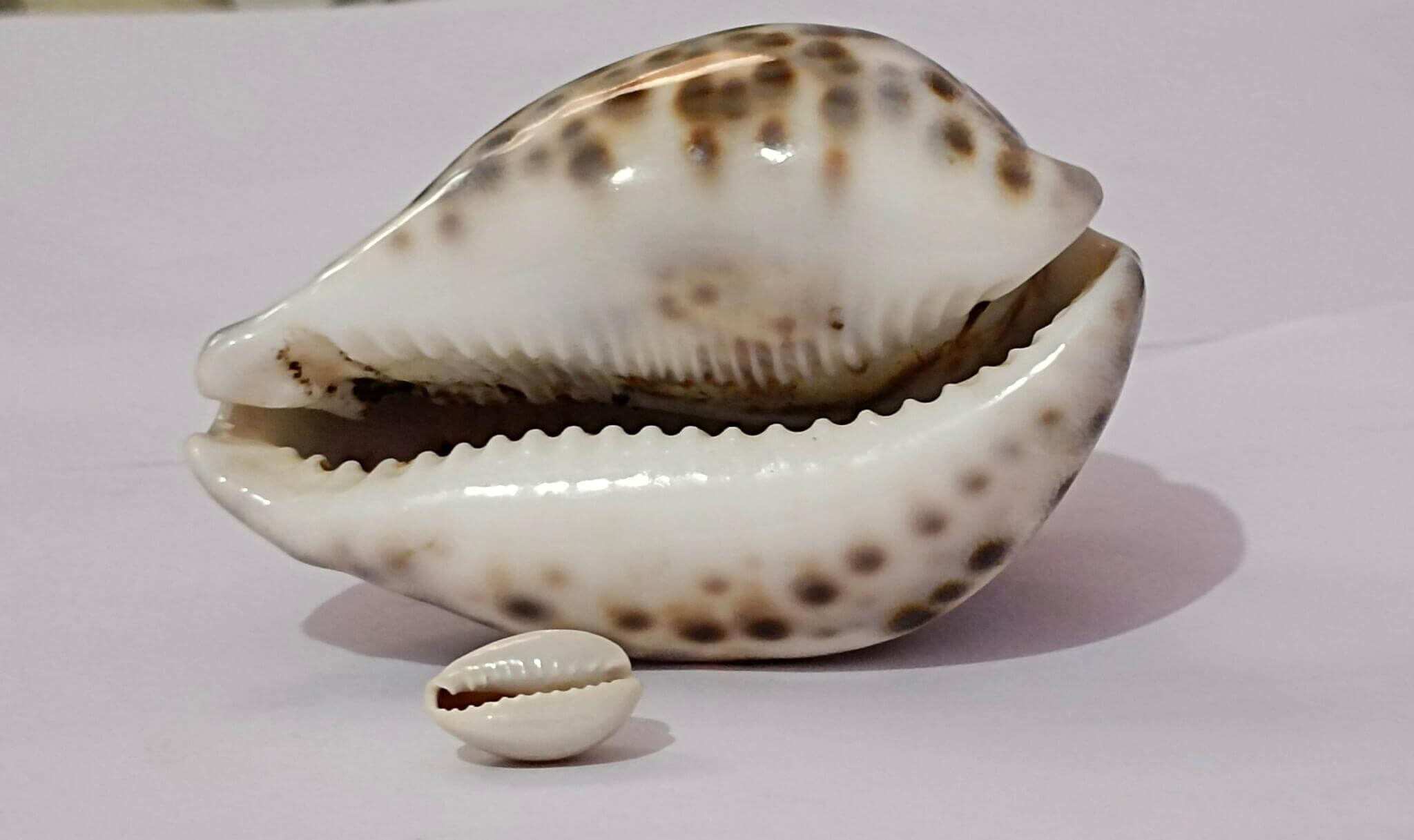 8 Beautiful Seashells That Will Amaze You - Ocean Info