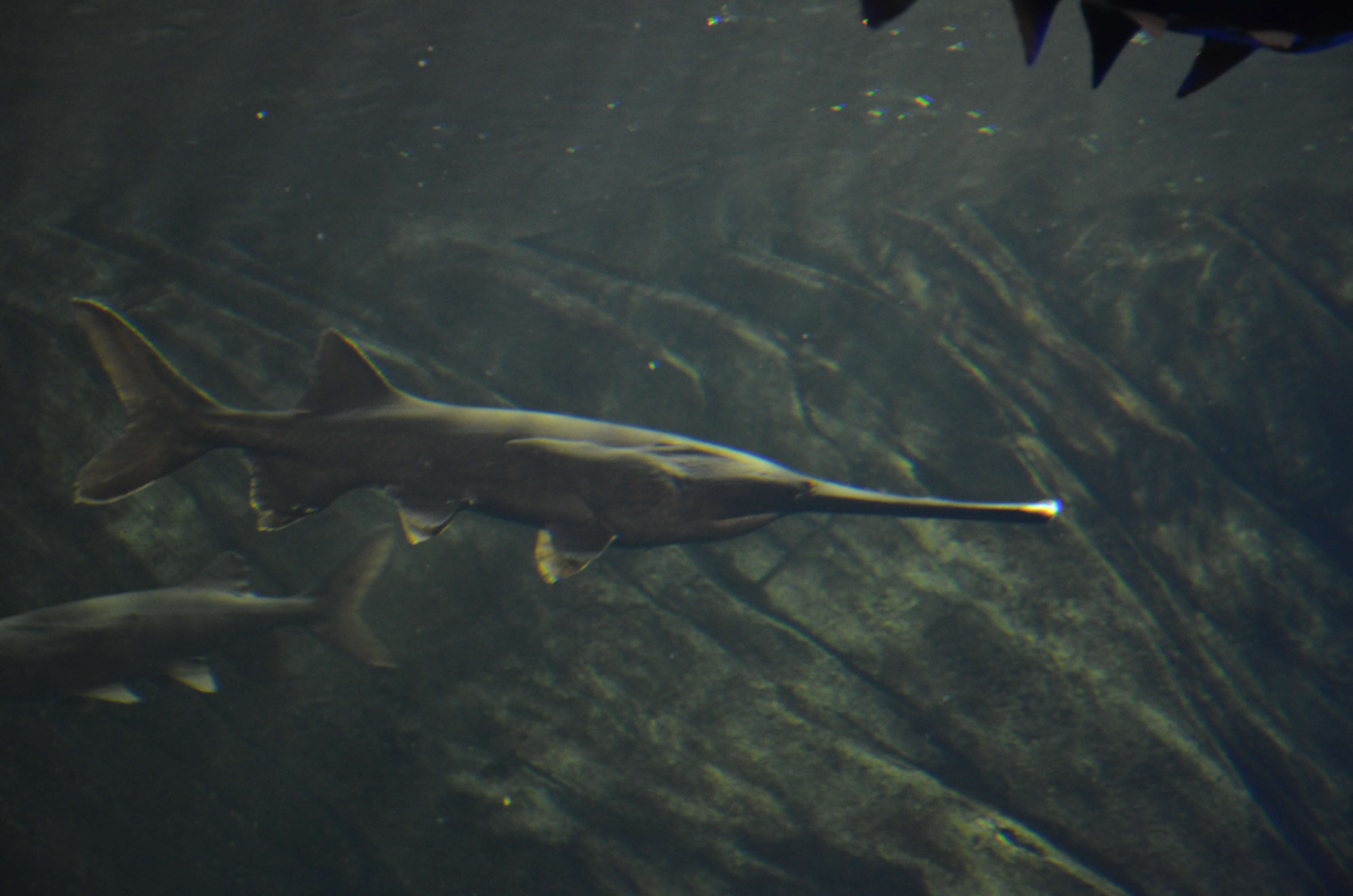 Chinese Paddlefish (Psephurus gladius) - Ocean Info