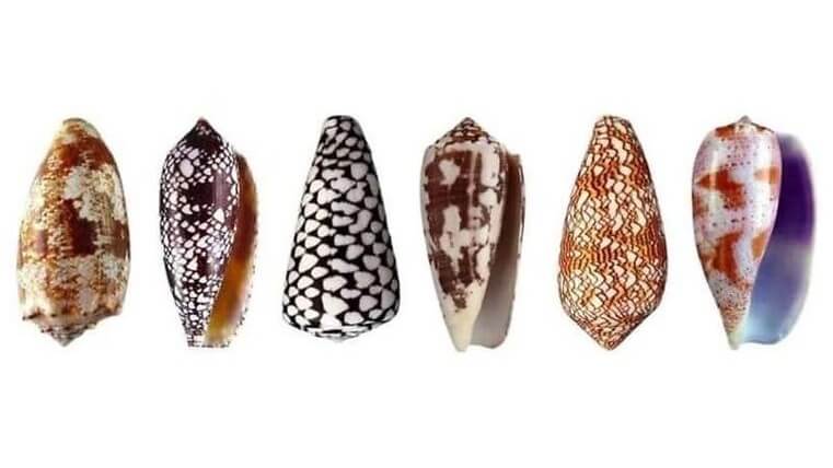 8 Beautiful Seashells That Will Amaze You - Ocean Info