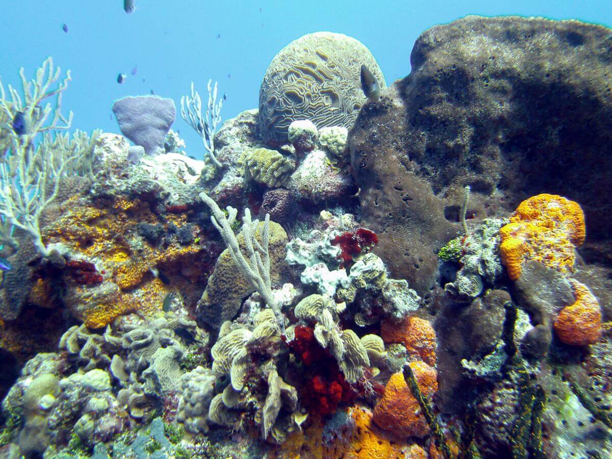 7 Famous Coral Reefs Around the World - Ocean Info