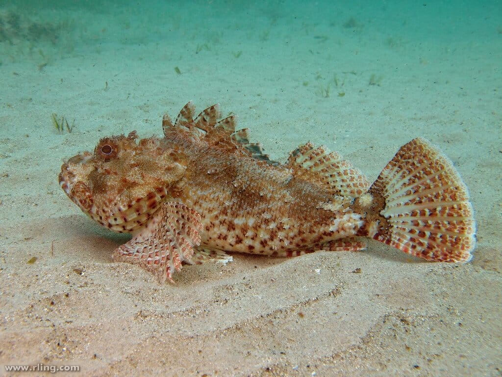 Scorpionfish: Masters of Camouflage - Ocean Info