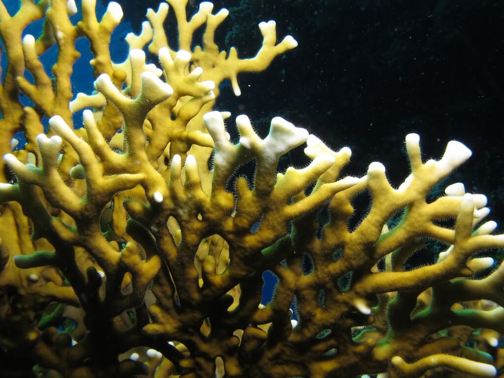 Fire Coral (Millepora) - Ocean Info