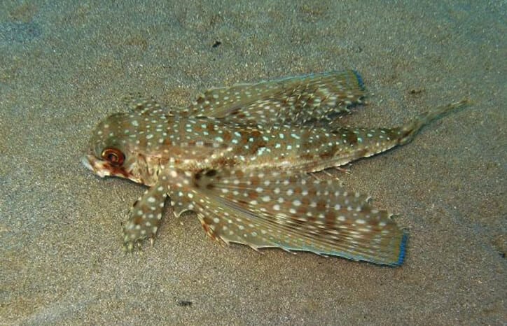 Flying Gurnard: Facts, Habitat, Diet, and More! - Ocean Info