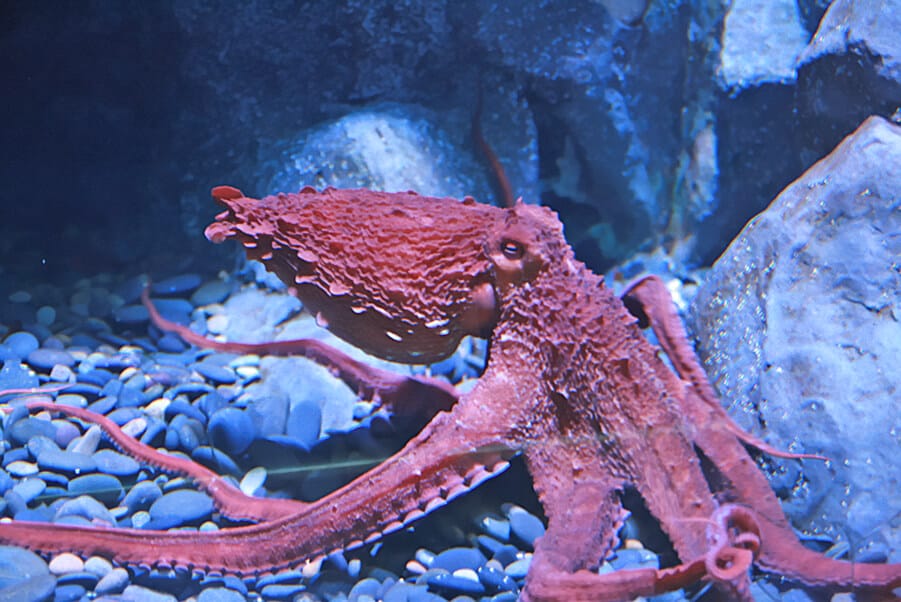 The 7 Largest Octopuses in the World - Ocean Info