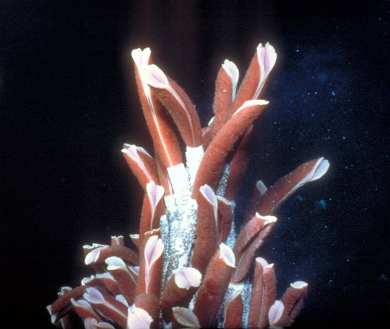 Giant Tube Worm (Riftia pachyptila) - Ocean Info