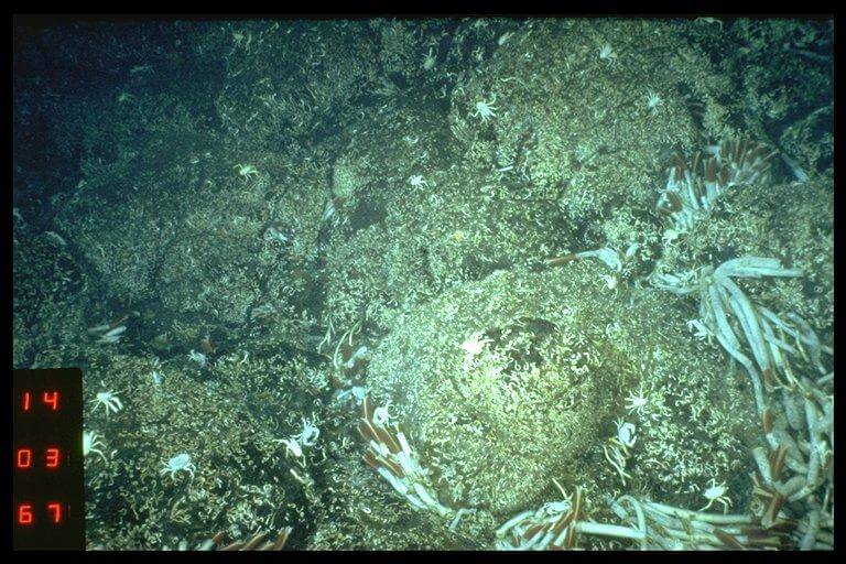 Giant Tube Worm (Riftia pachyptila) - Ocean Info