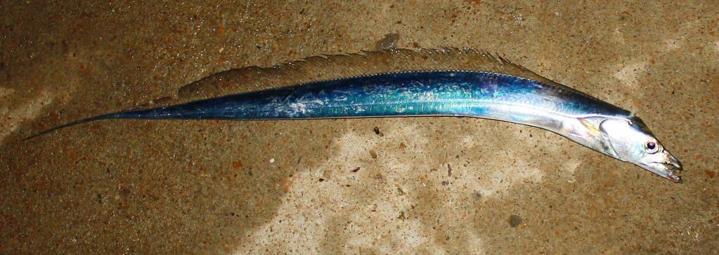 Ribbonfish: The Elusive Earthquake Fish - Ocean Info