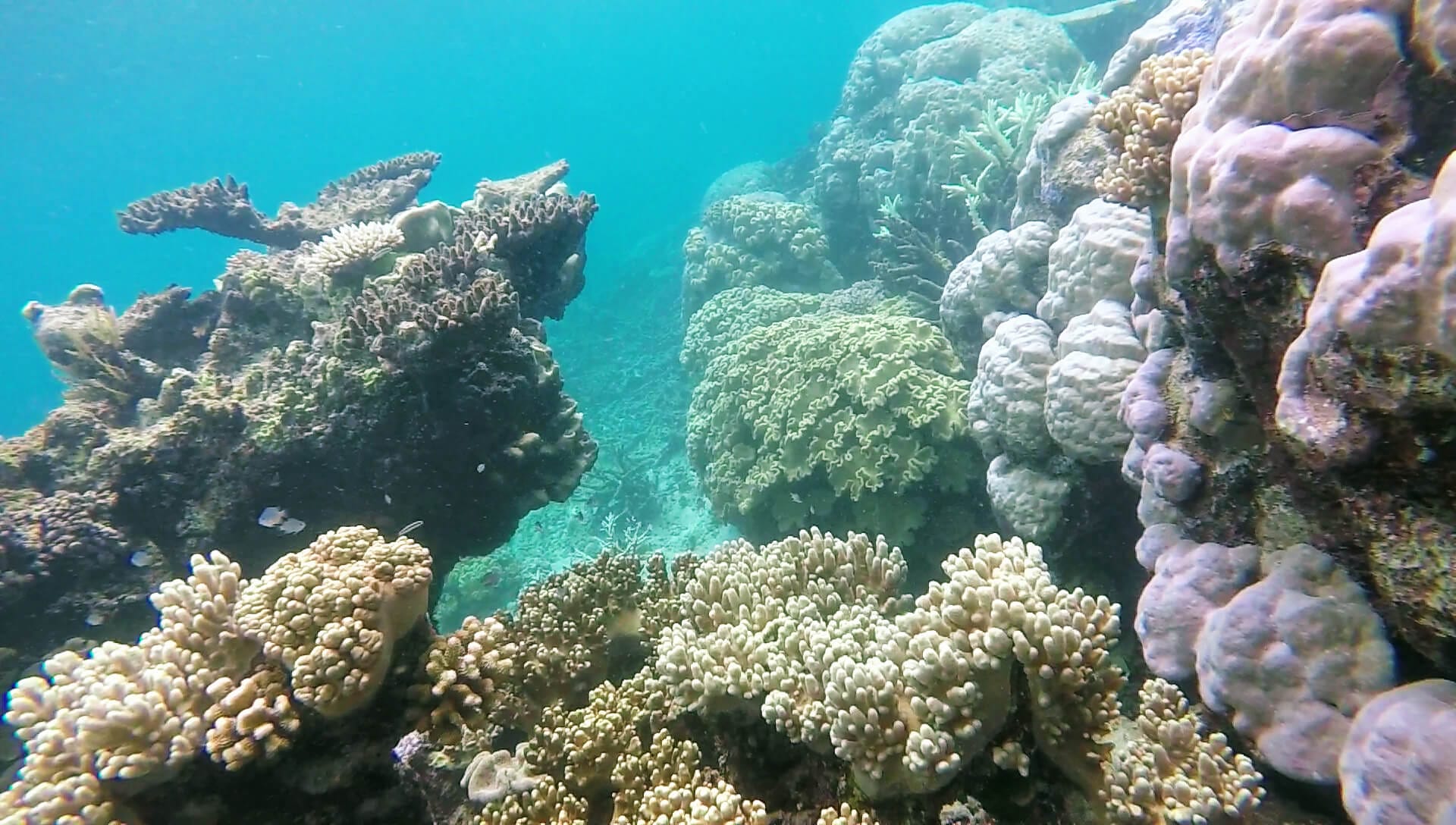 7 Famous Coral Reefs Around the World - Ocean Info