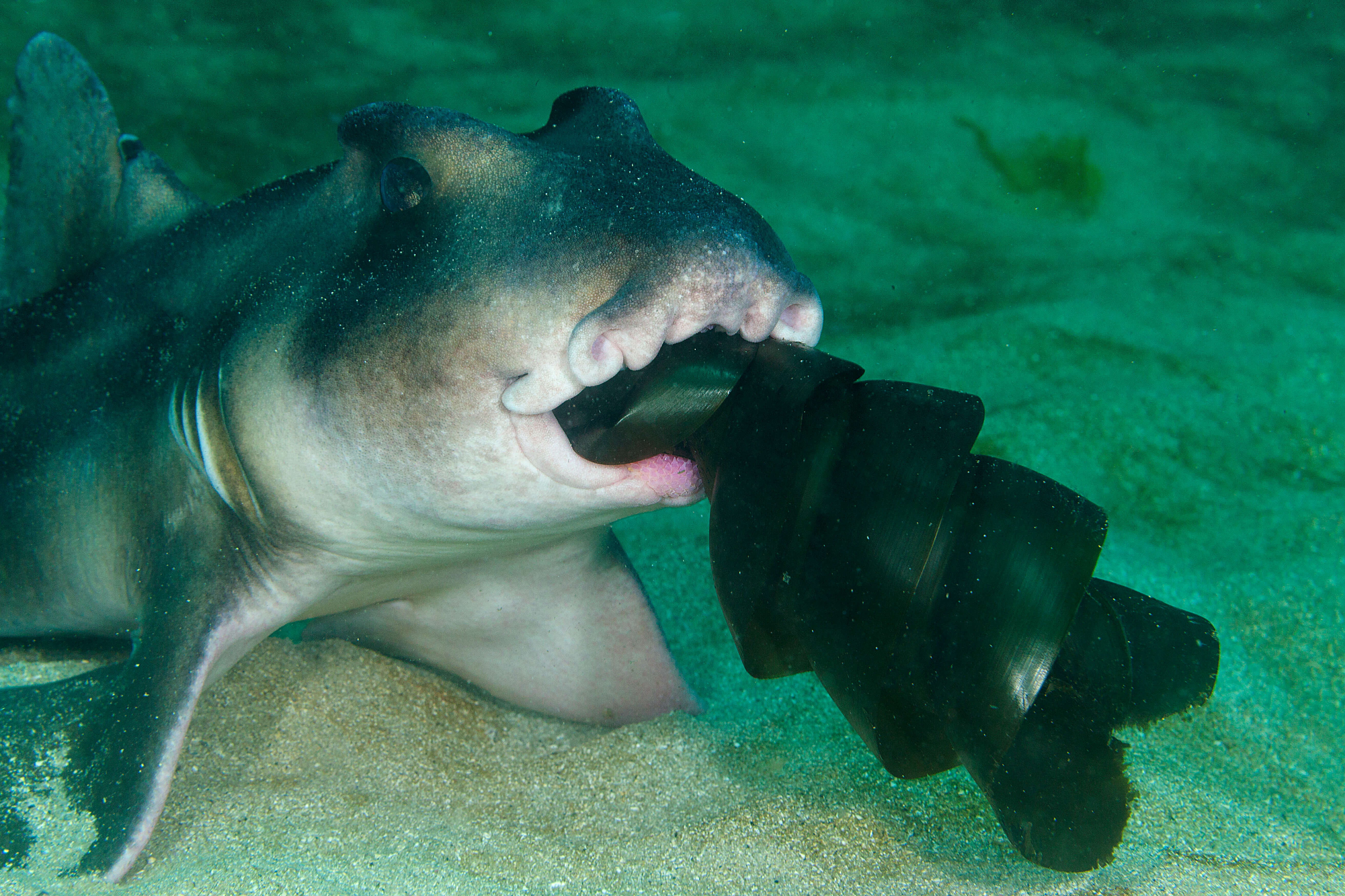 Horn Shark (Heterodontus francisci) - Ocean Info