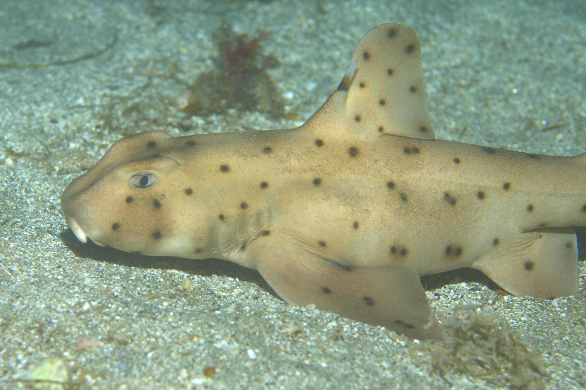 Horn Shark (Heterodontus francisci) - Ocean Info