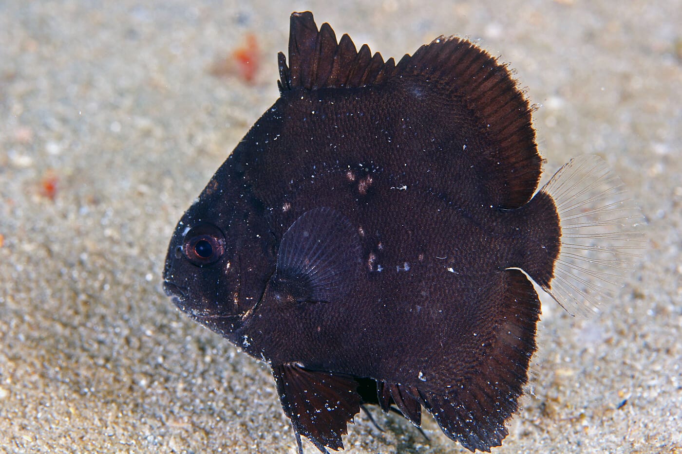 Atlantic Spadefish (Chaetodipterus faber) - Ocean Info