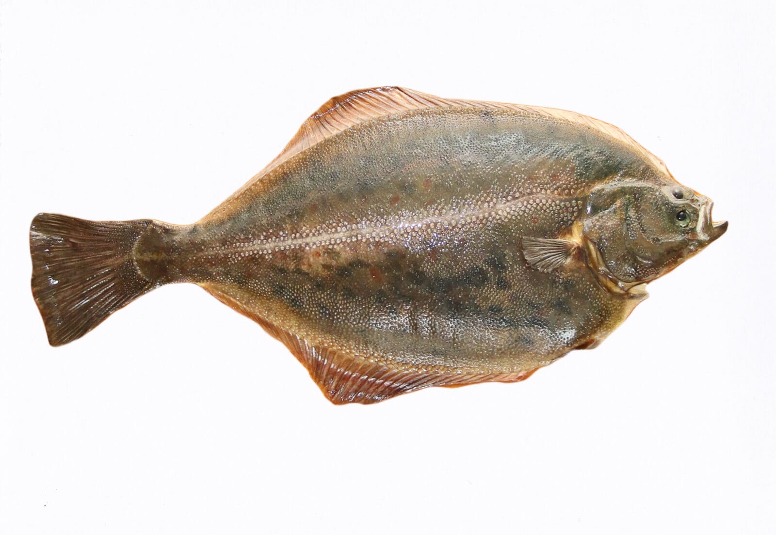 Flounder vs Sole: Main Differences - Ocean Info