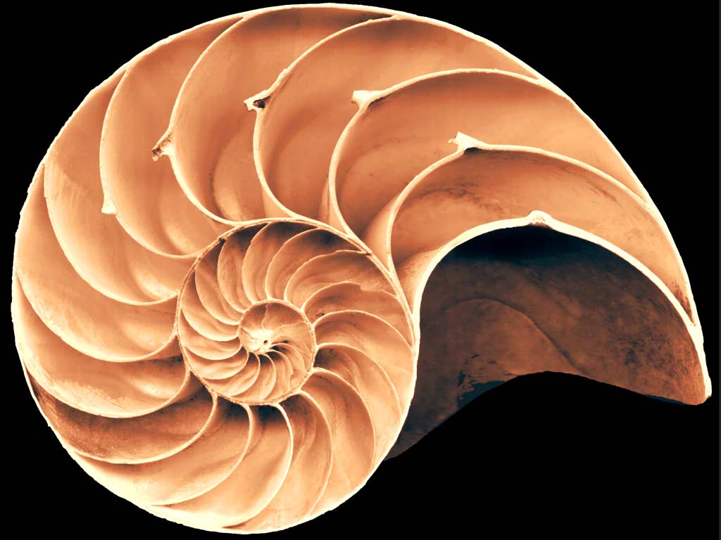 8 Beautiful Seashells That Will Amaze You - Ocean Info