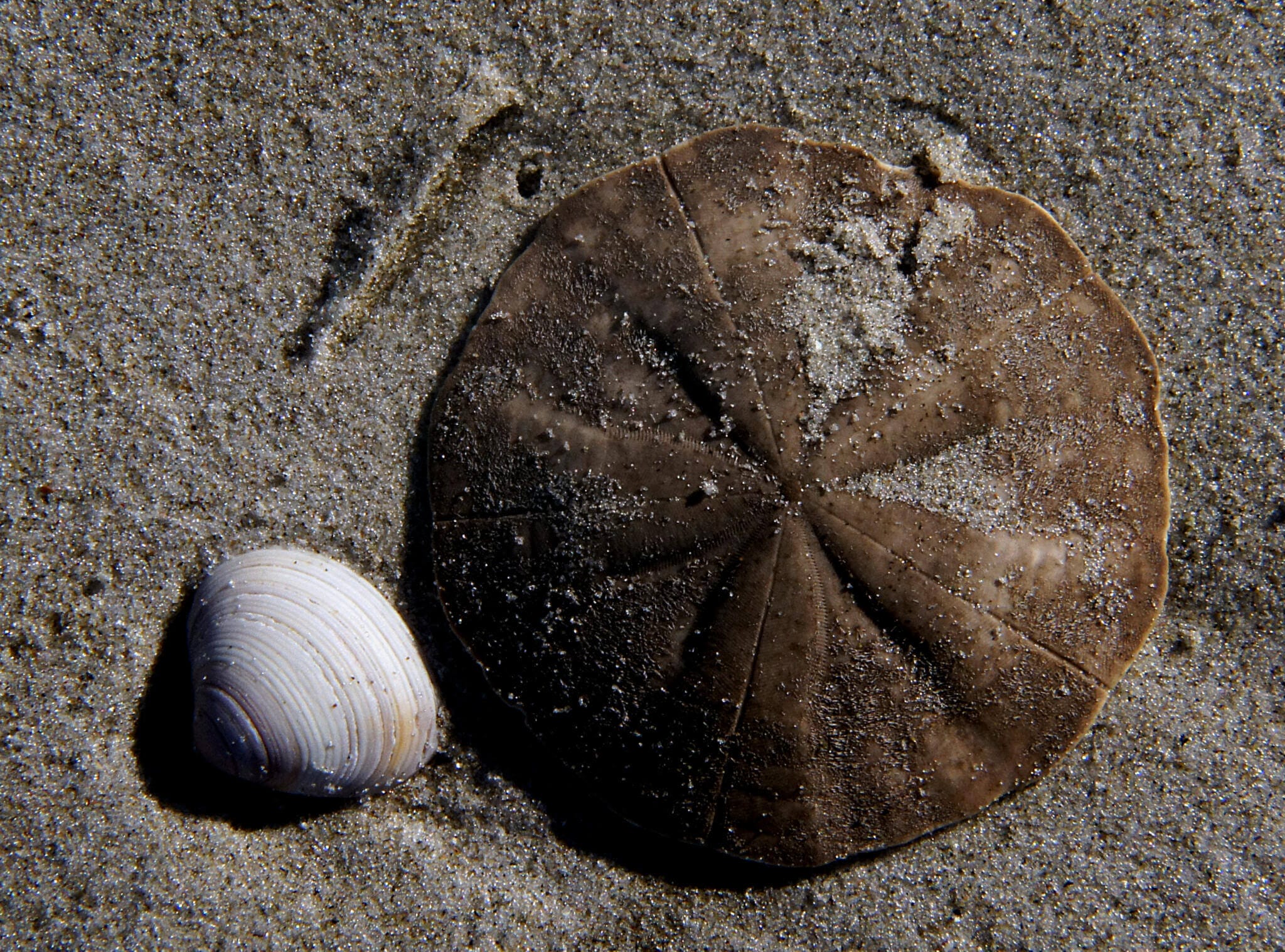8 Beautiful Seashells That Will Amaze You - Ocean Info