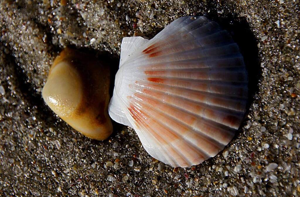 8 Beautiful Seashells That Will Amaze You - Ocean Info