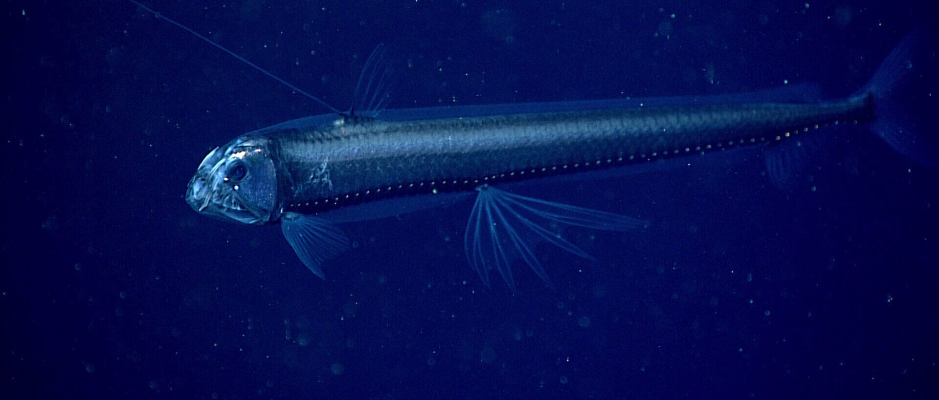 Viperfish: Predators of the Abyss - Ocean Info