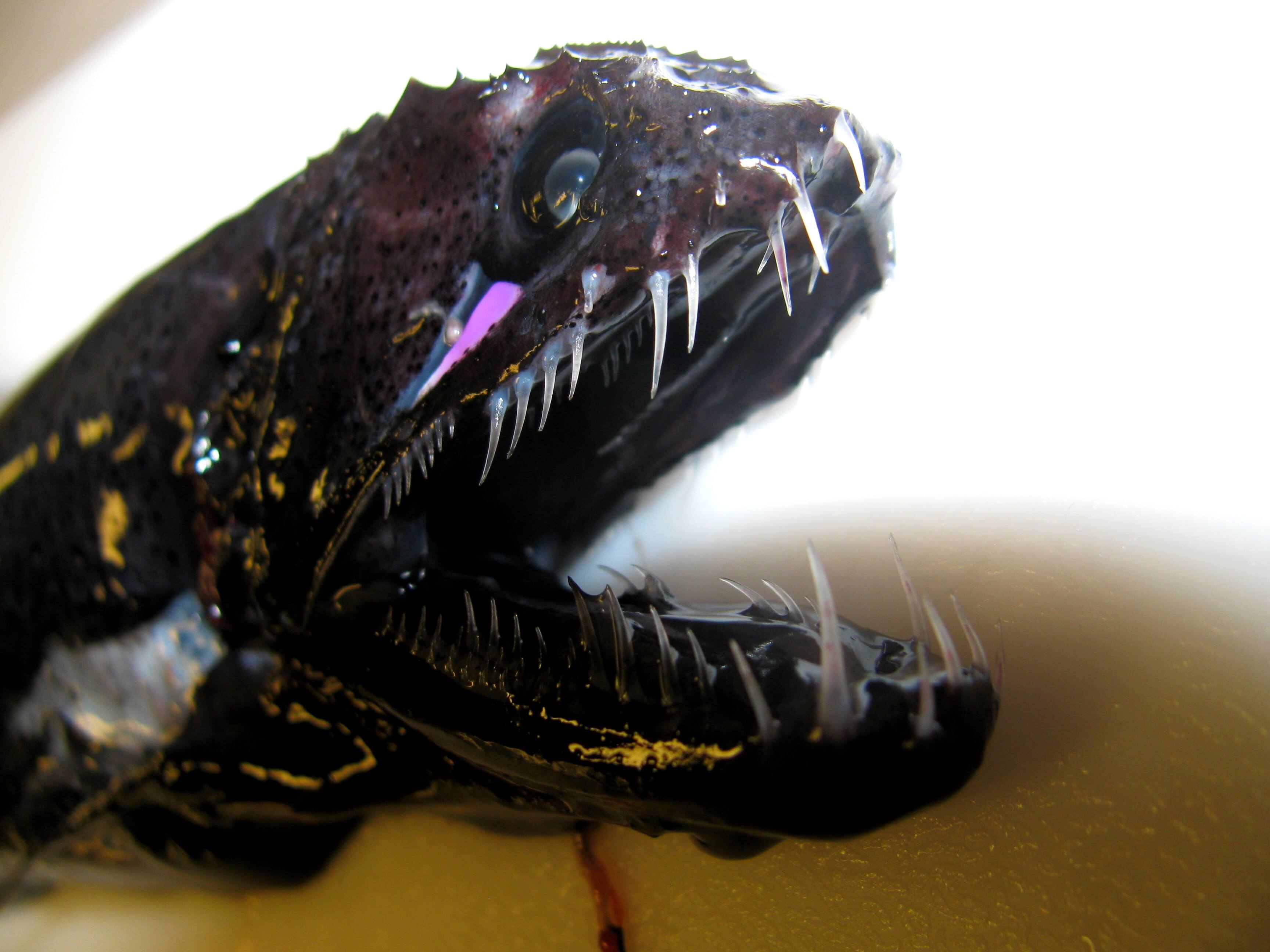 Viperfish: Predators of the Abyss - Ocean Info