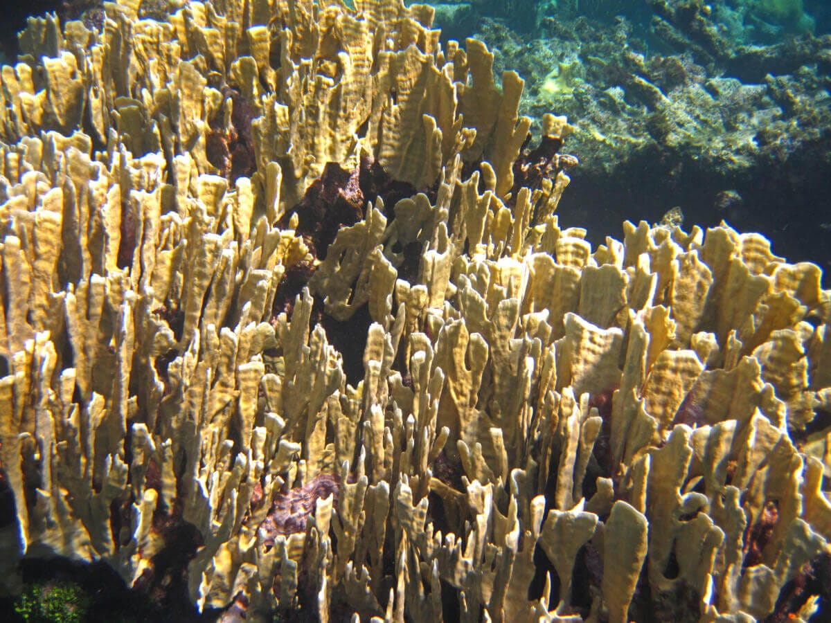 Fire Coral (Millepora) - Ocean Info