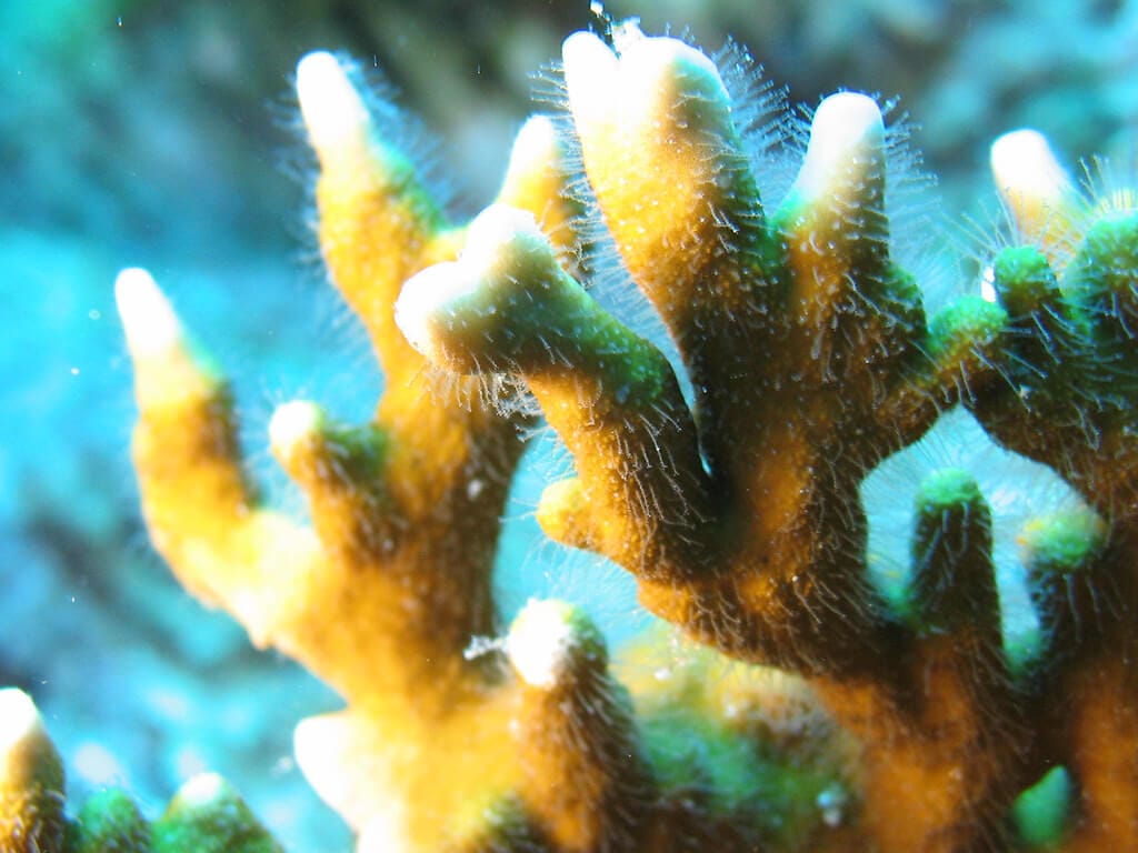 Fire Coral (Millepora) - Ocean Info