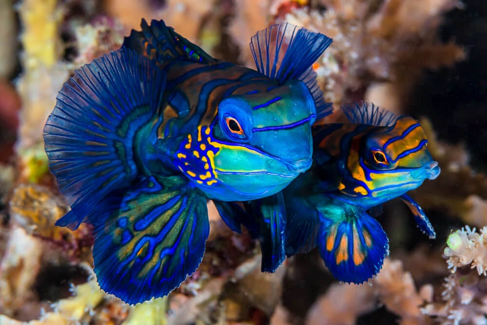 Mandarinfish: The Most Beautiful Dragonet - Ocean Info