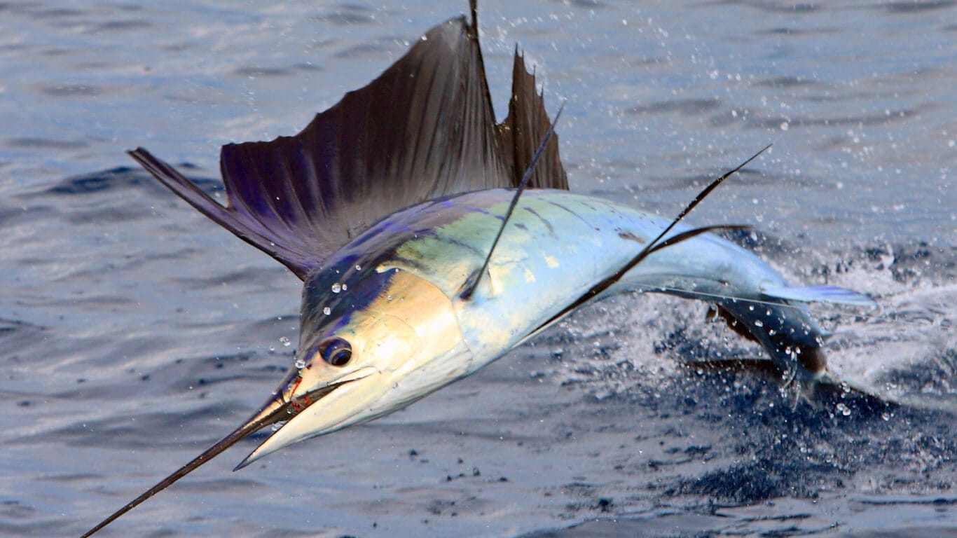 Swordfish vs. Sailfish: Main Differences - Ocean Info