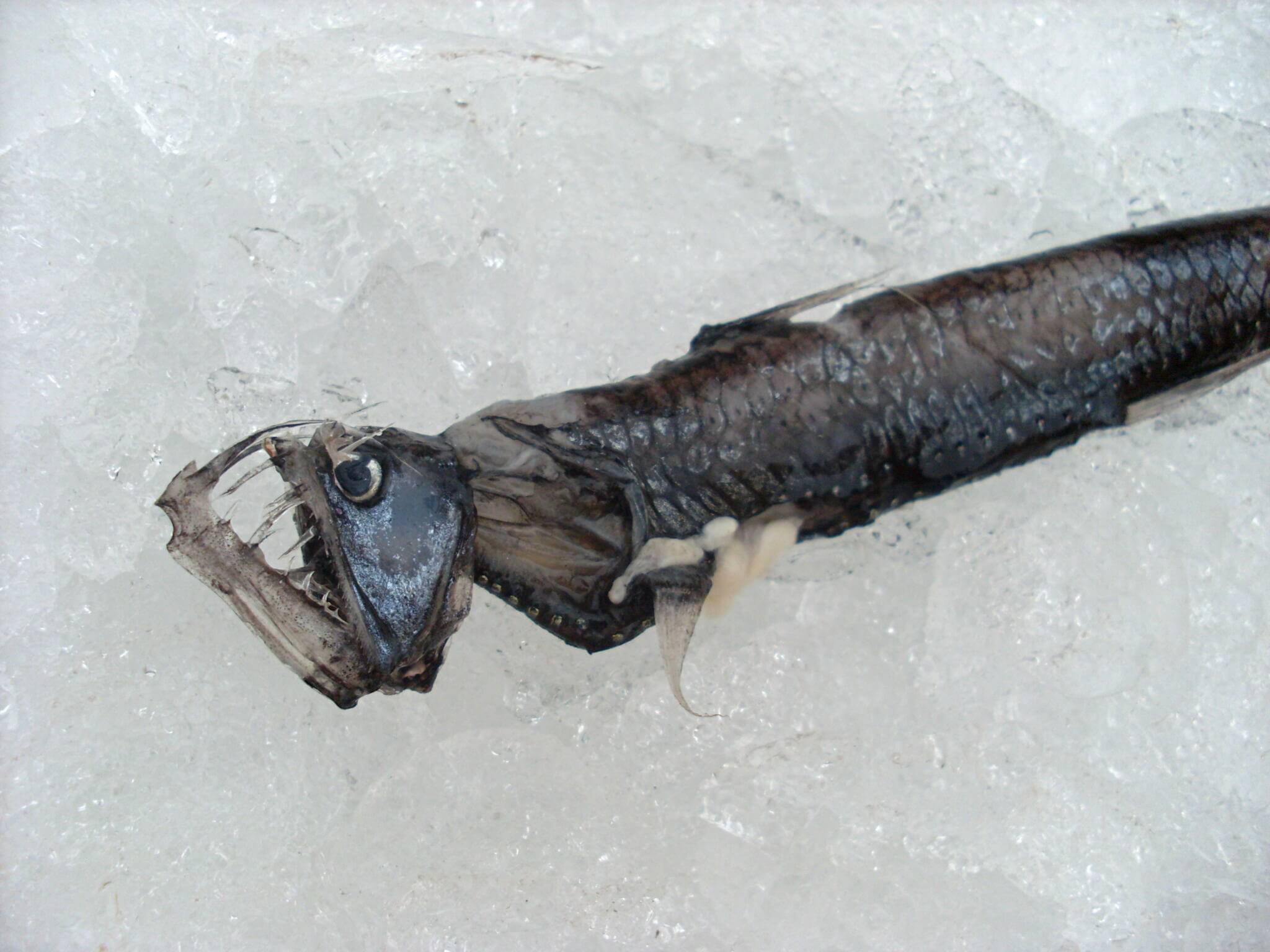 Viperfish: Predators of the Abyss - Ocean Info
