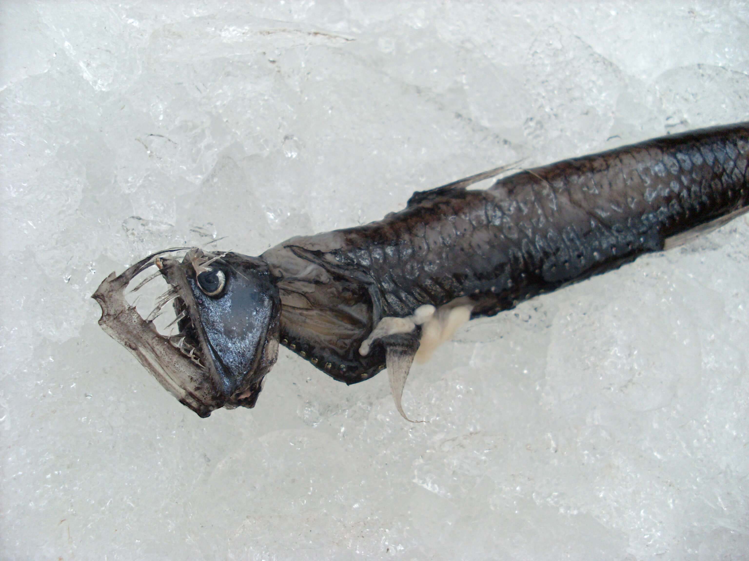 Viperfish: Predators of the Abyss - Ocean Info