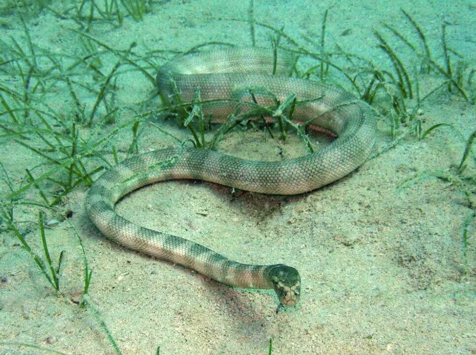 Serpents of the Sea: 10 Unique Sea Snakes - Ocean Info