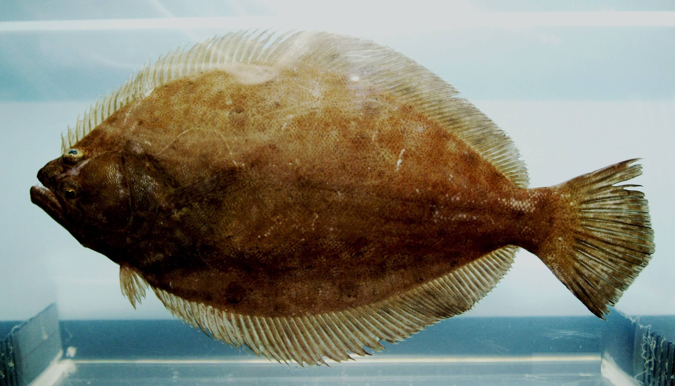 Flounder vs Sole: Main Differences - Ocean Info
