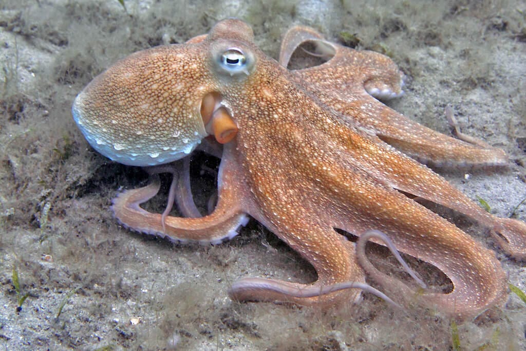 The 7 Largest Octopuses in the World - Ocean Info