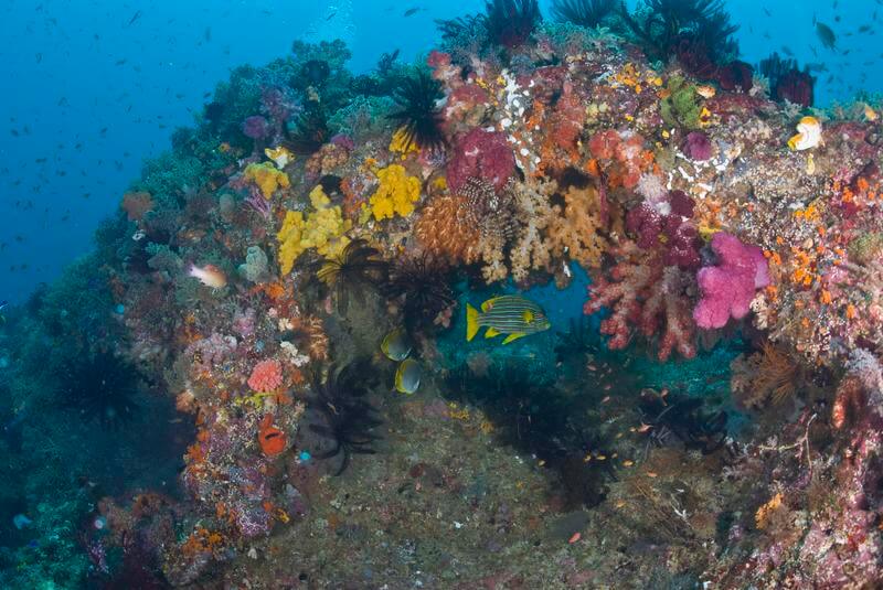 13 Amazing Coral Reefs Facts - Ocean Info