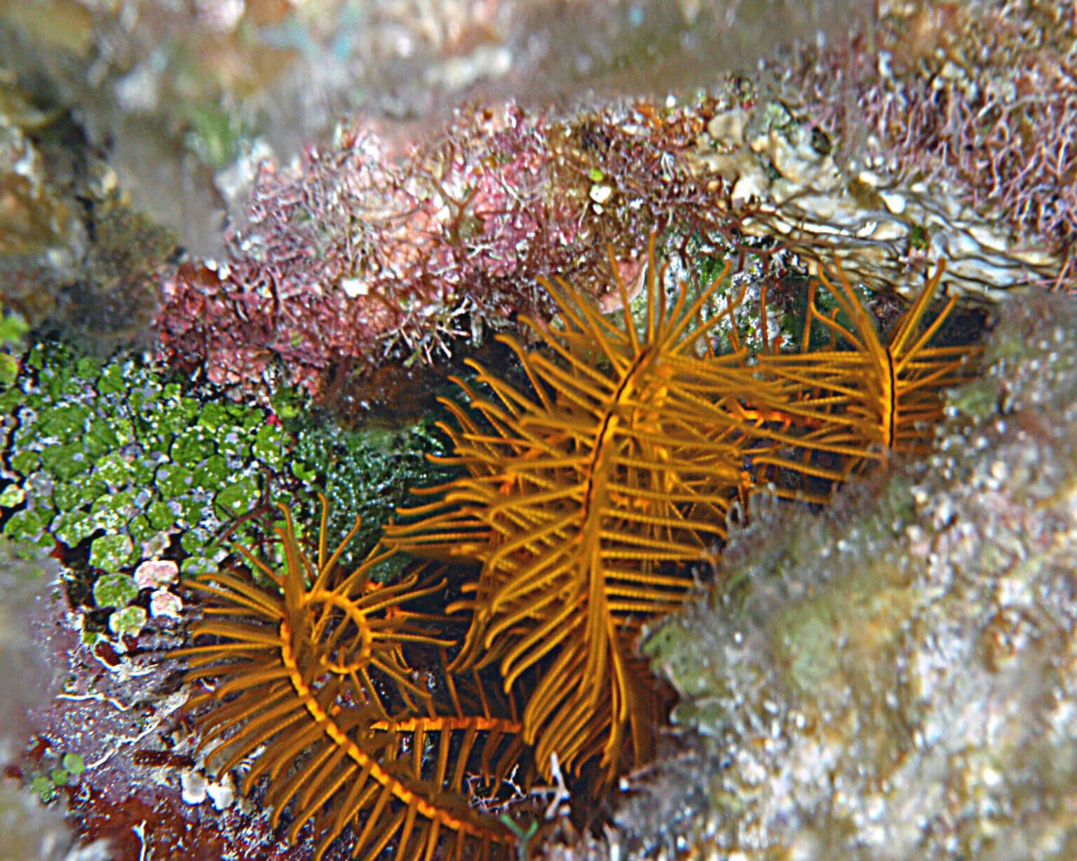 Feather Star (Crinoids) - Ocean Info