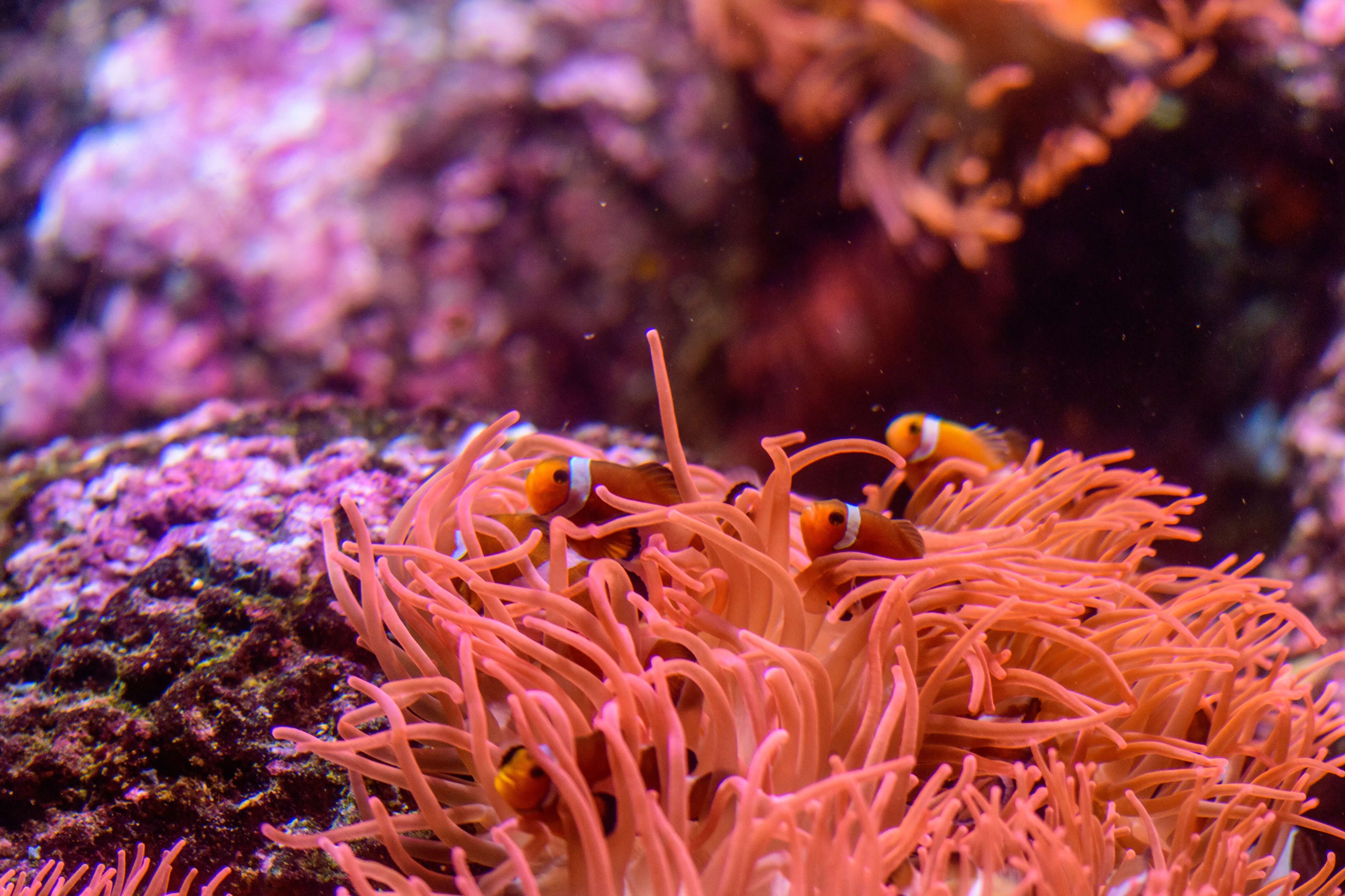 13 Amazing Coral Reefs Facts - Ocean Info