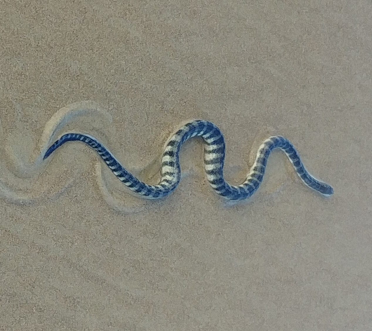 Serpents of the Sea: 10 Unique Sea Snakes - Ocean Info