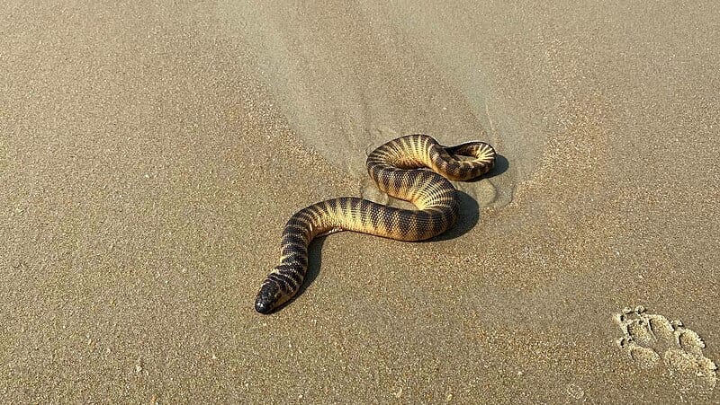 Serpents of the Sea: 10 Unique Sea Snakes - Ocean Info