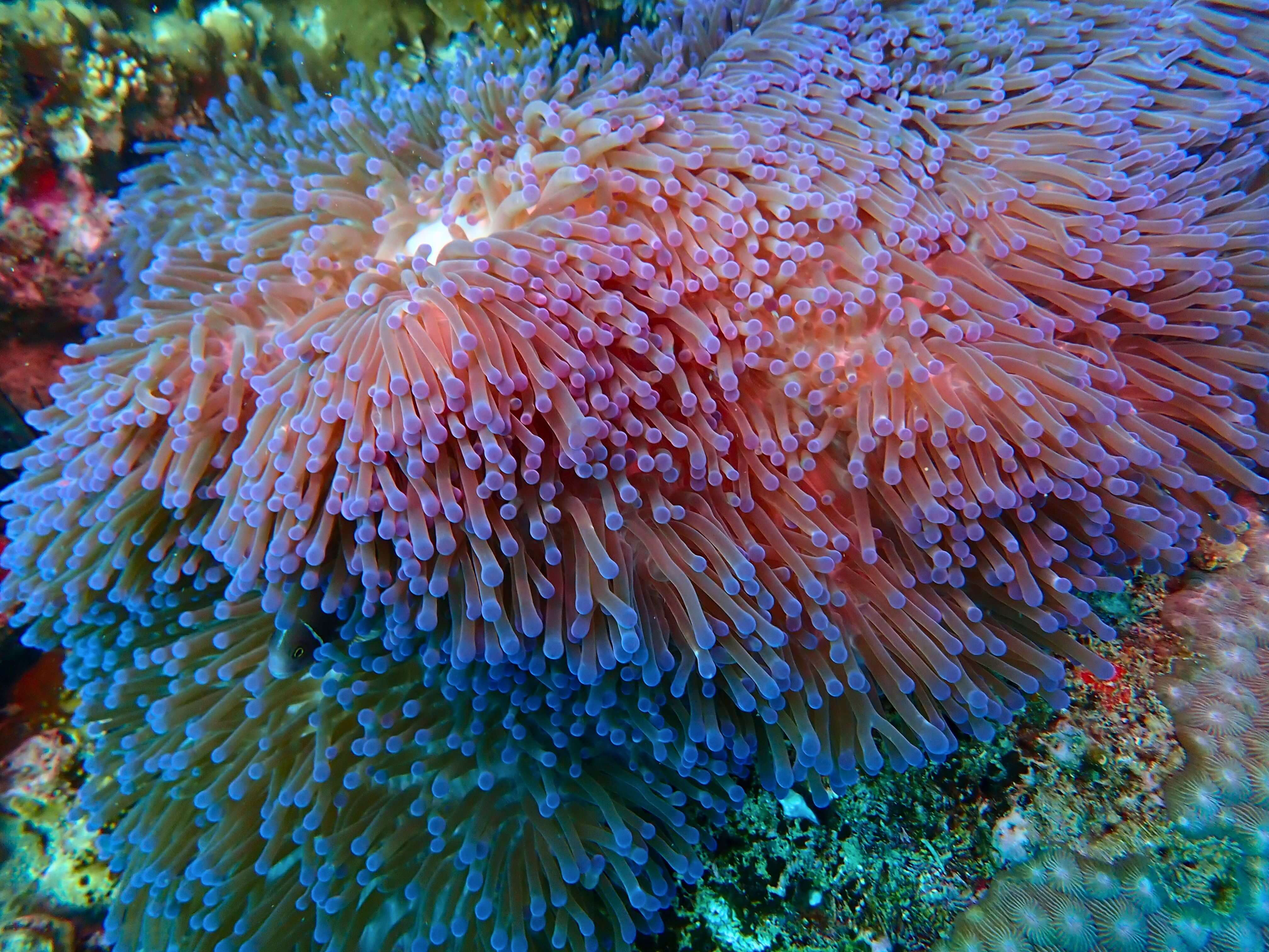 Sea Anemone vs Coral: Main Differences - Ocean Info