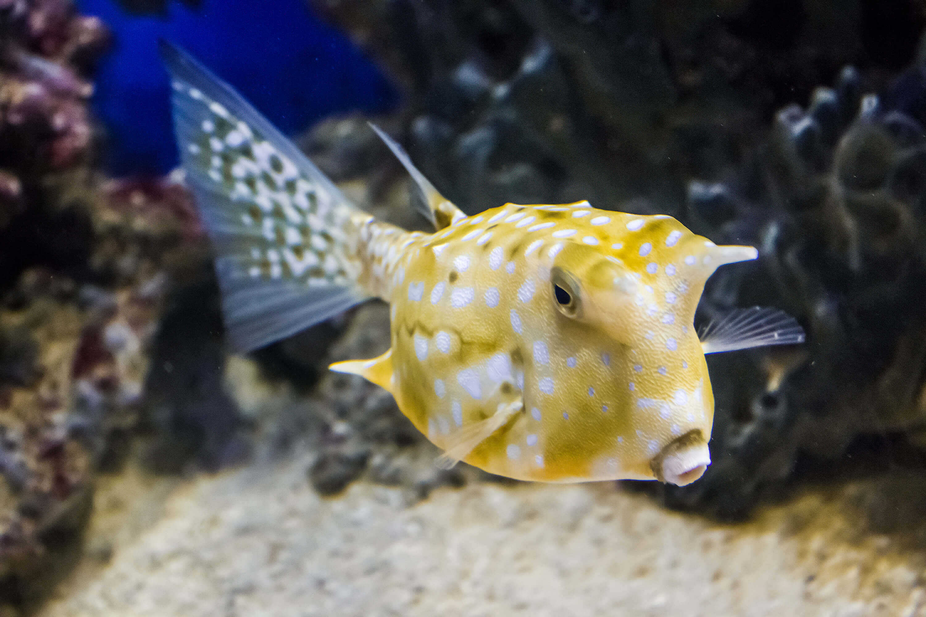 Longhorn Cowfish (Lactoria cornuta) - Ocean Info