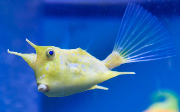 Longhorn Cowfish (Lactoria cornuta) - Ocean Info