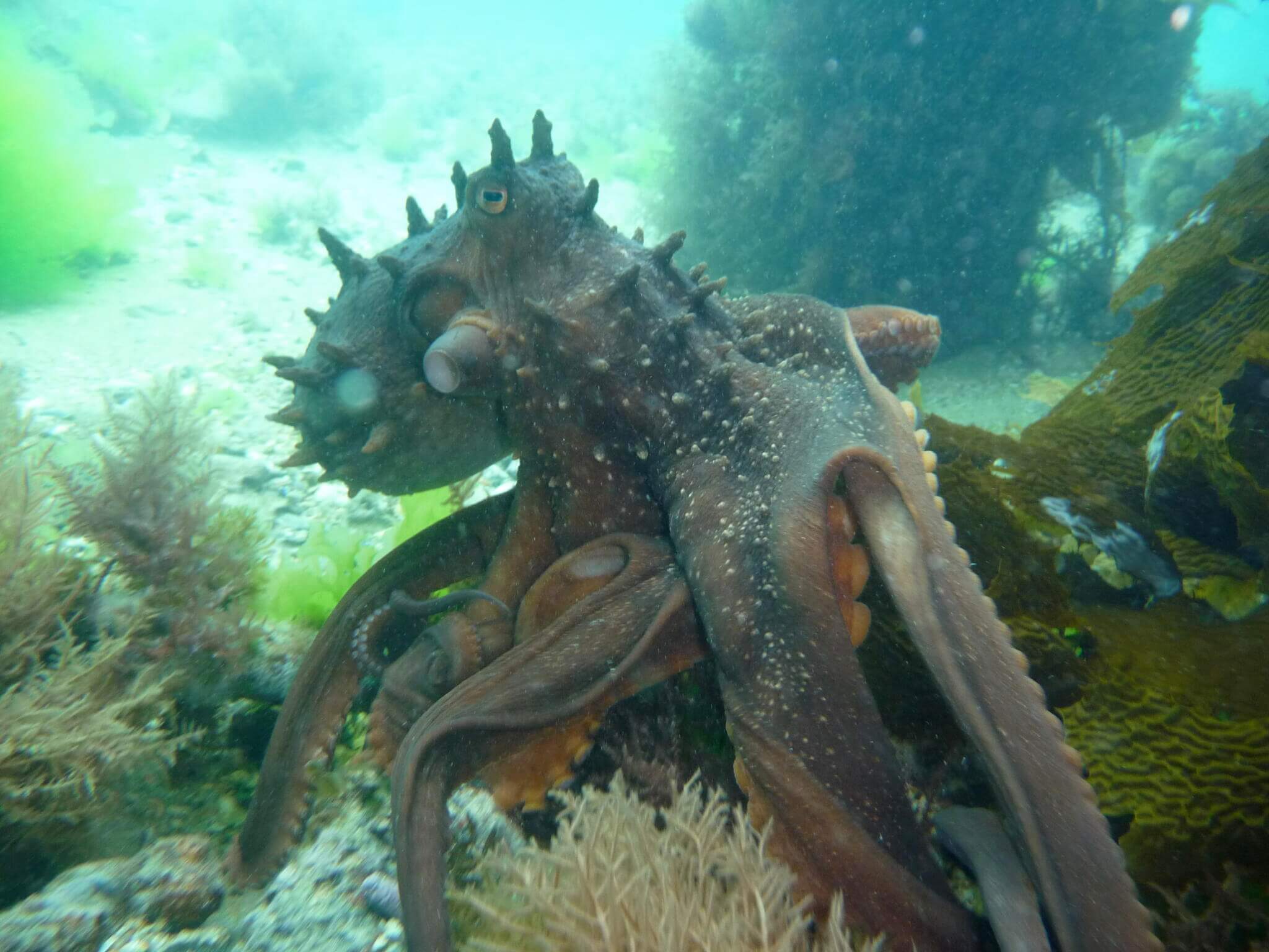 The 7 Largest Octopuses in the World - Ocean Info
