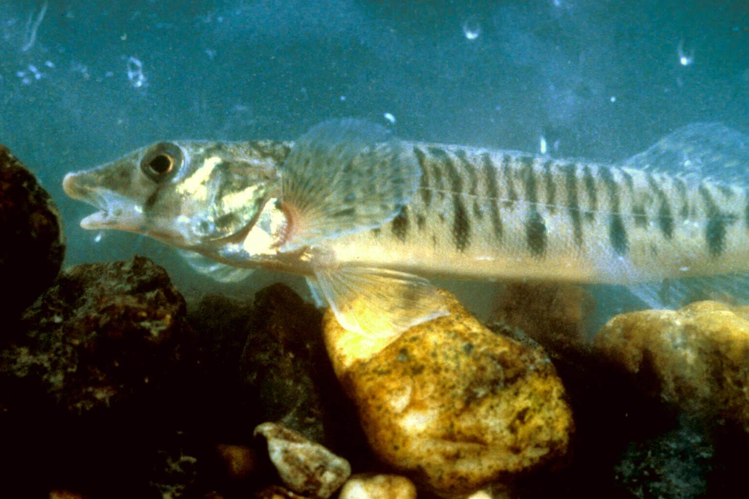 Top 11 Most Rare Freshwater Fish Species - Ocean Info