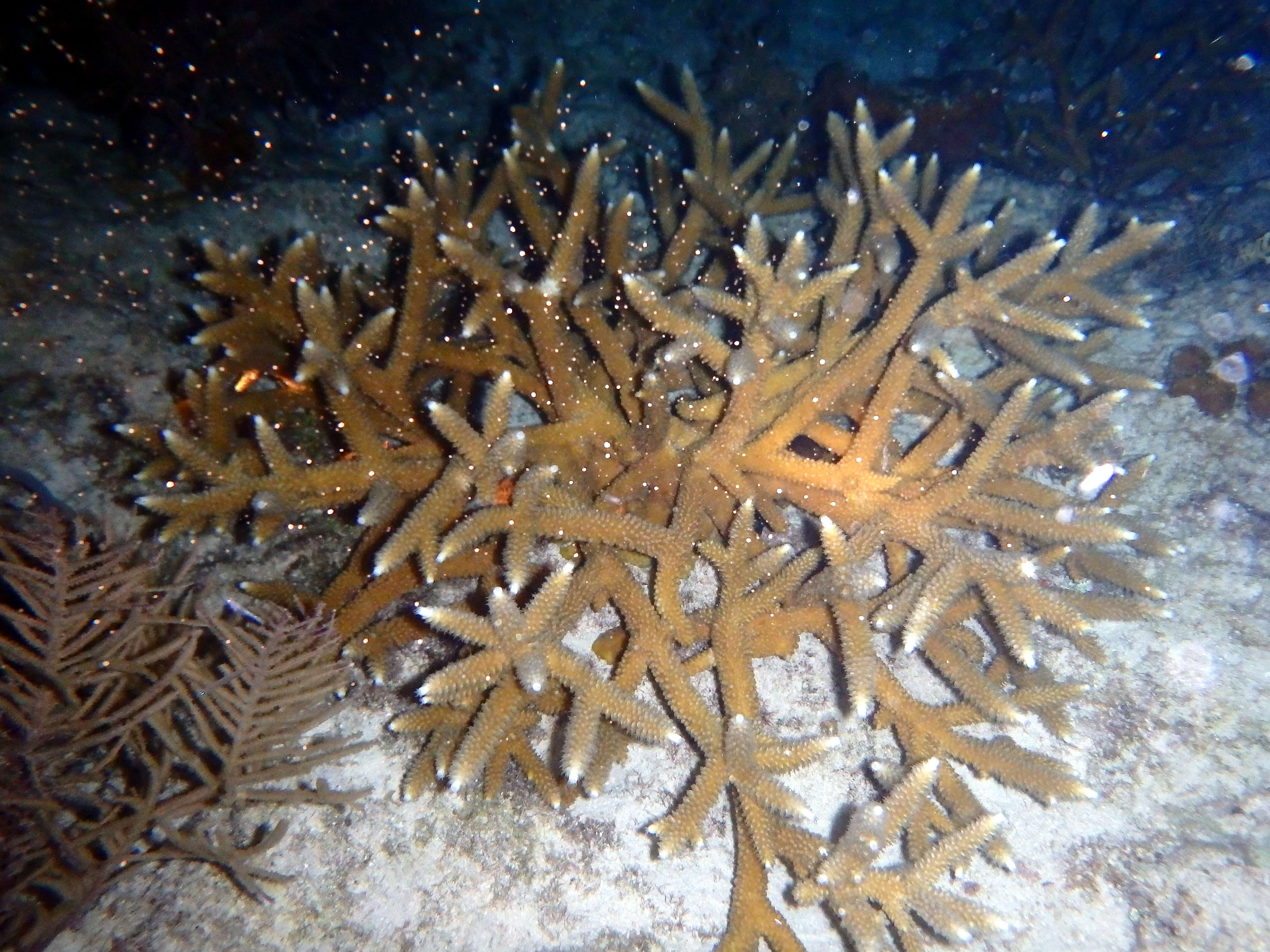 13 Amazing Coral Reefs Facts - Ocean Info