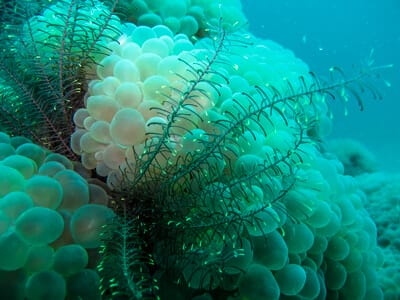 13 Amazing Coral Reefs Facts - Ocean Info