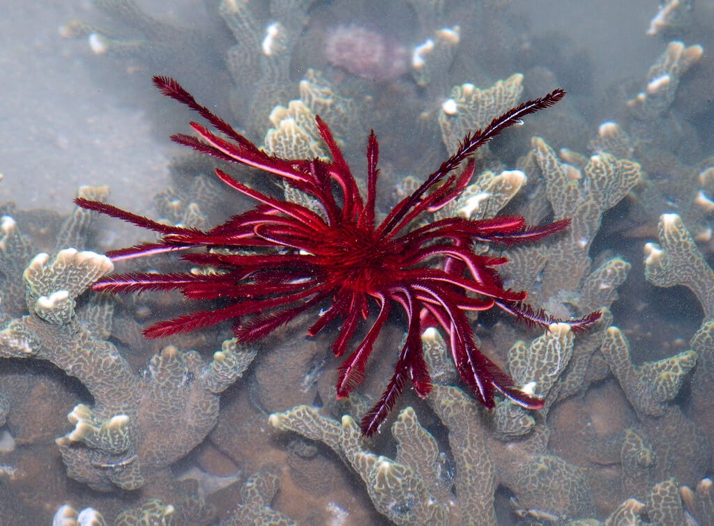 Feather Star: The Fern-Like Underwater Alien - Ocean Info