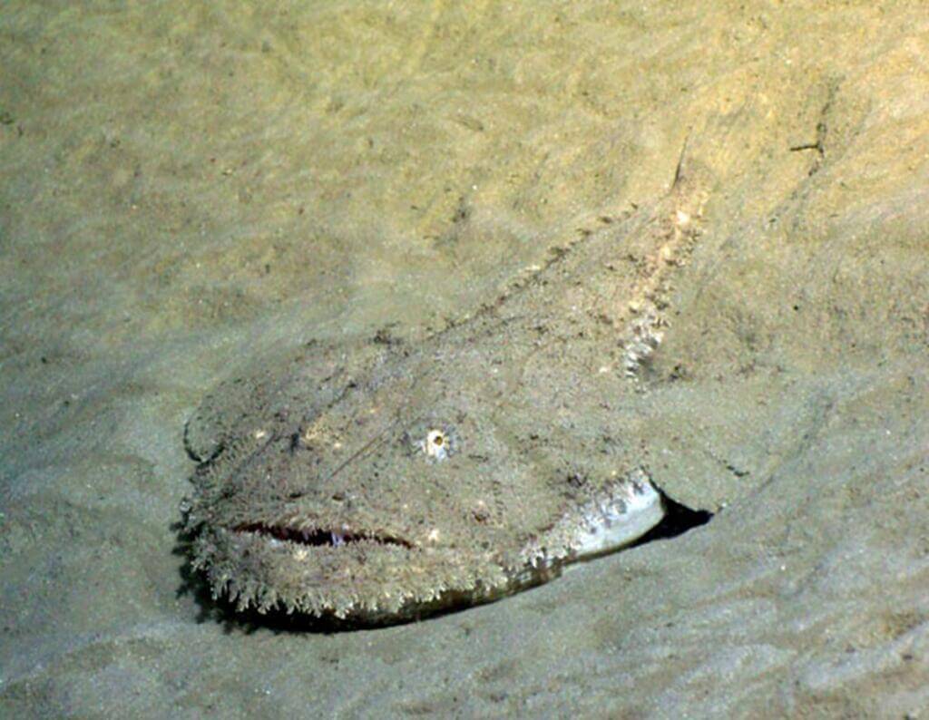 Monkfish: The Ocean's Phantom - Ocean Info